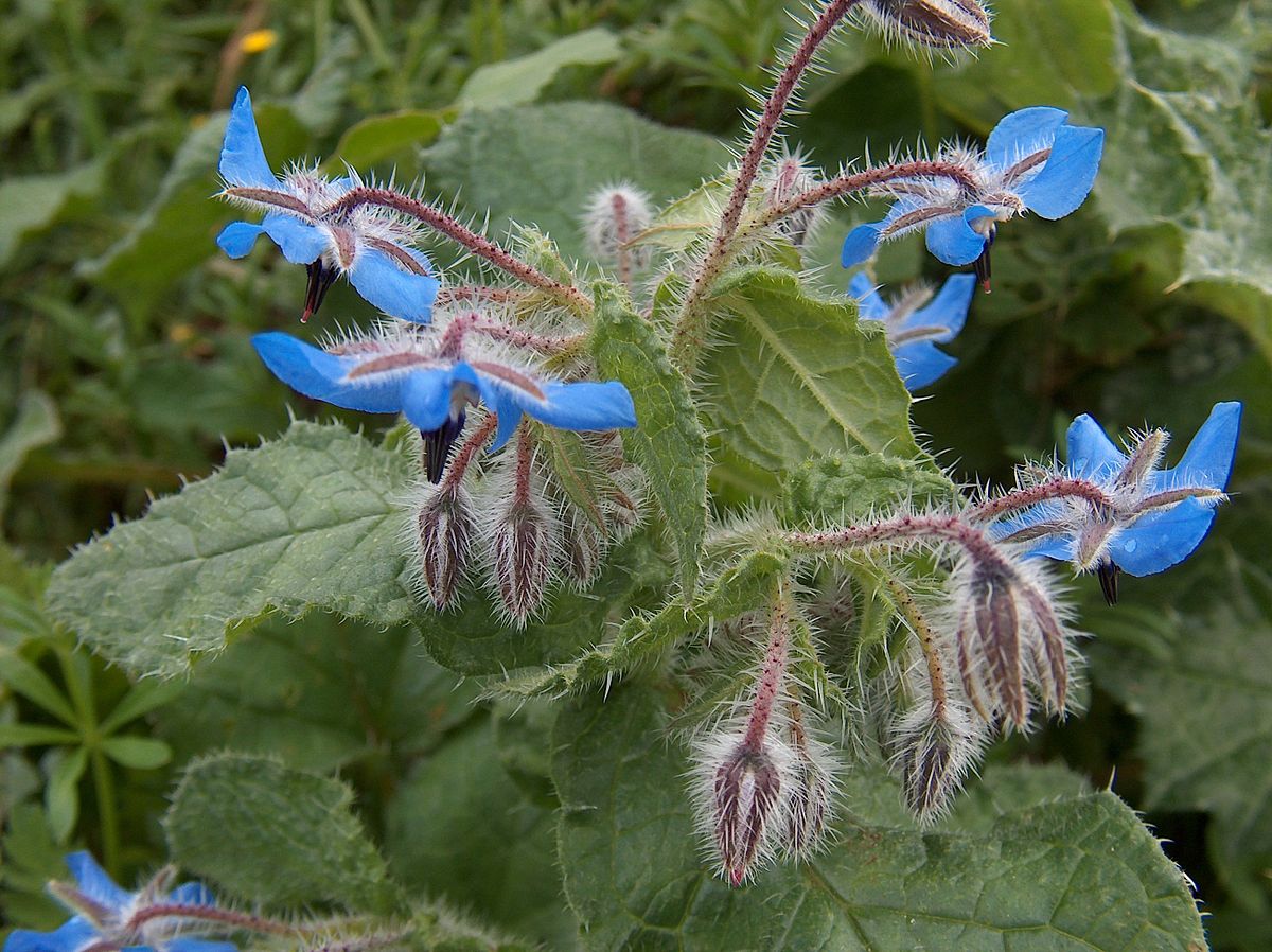 Borretsch: die Blume, die Mut macht - ItalyRivierAlps
